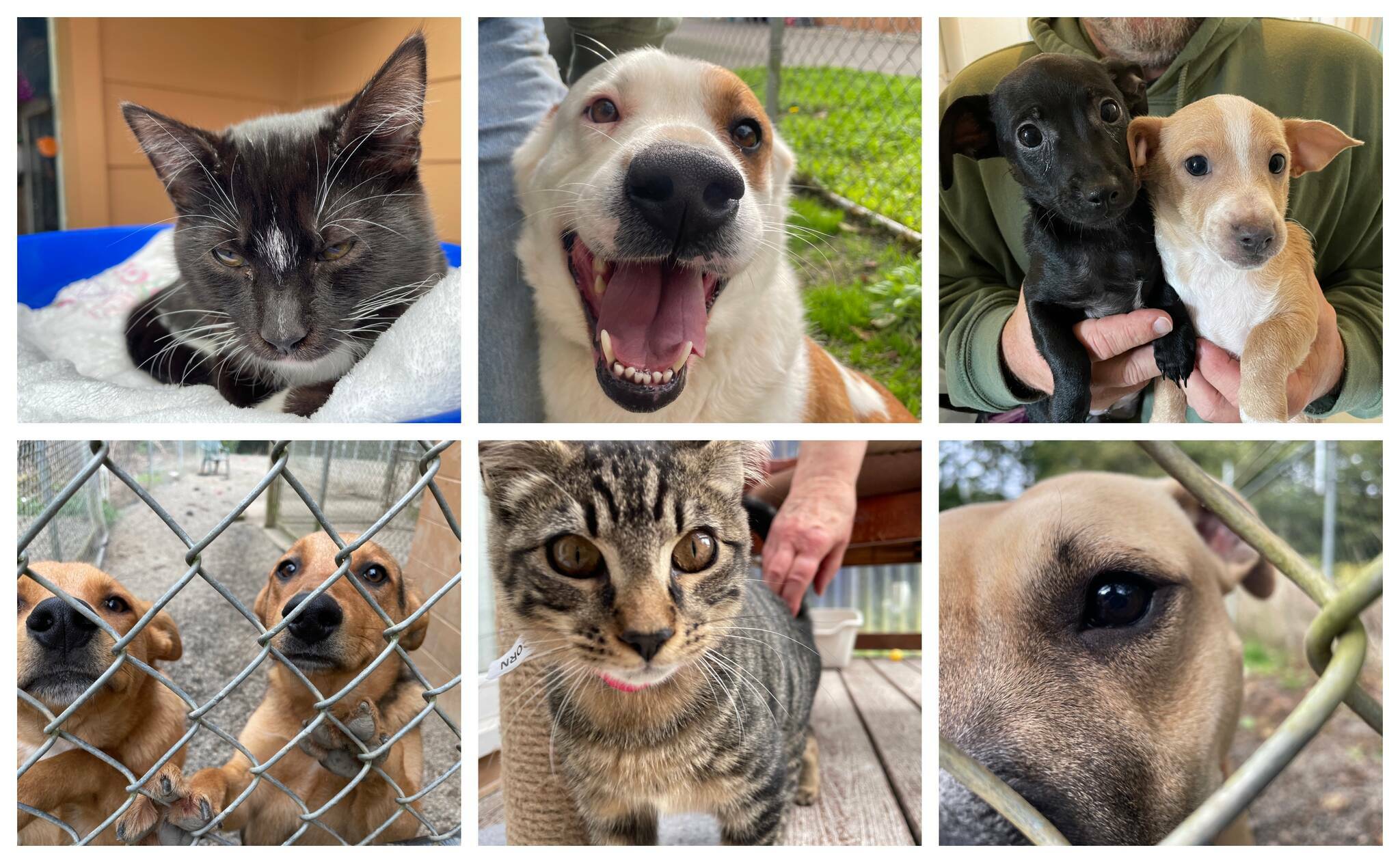 North Beach PAWS to hold low-cost vax clinic Saturday in Elma