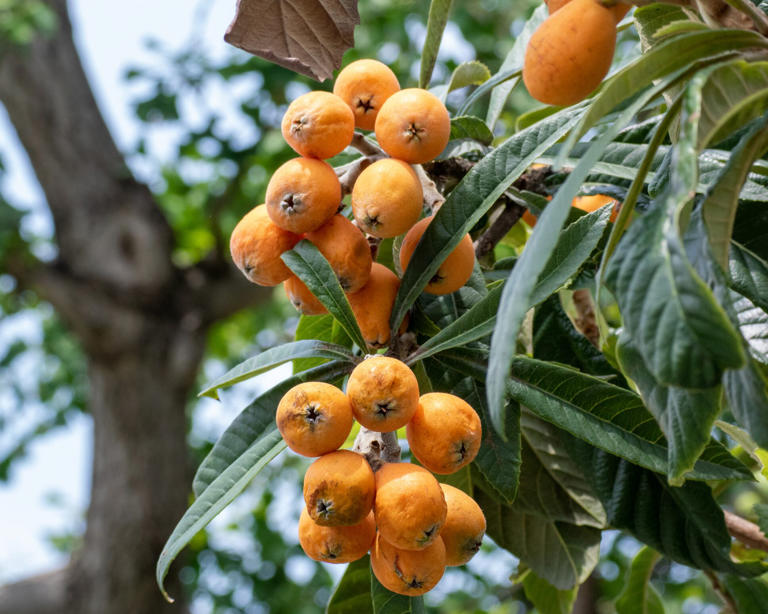 Cómo utilizar las hojas de níspero para aprovechar sus beneficios