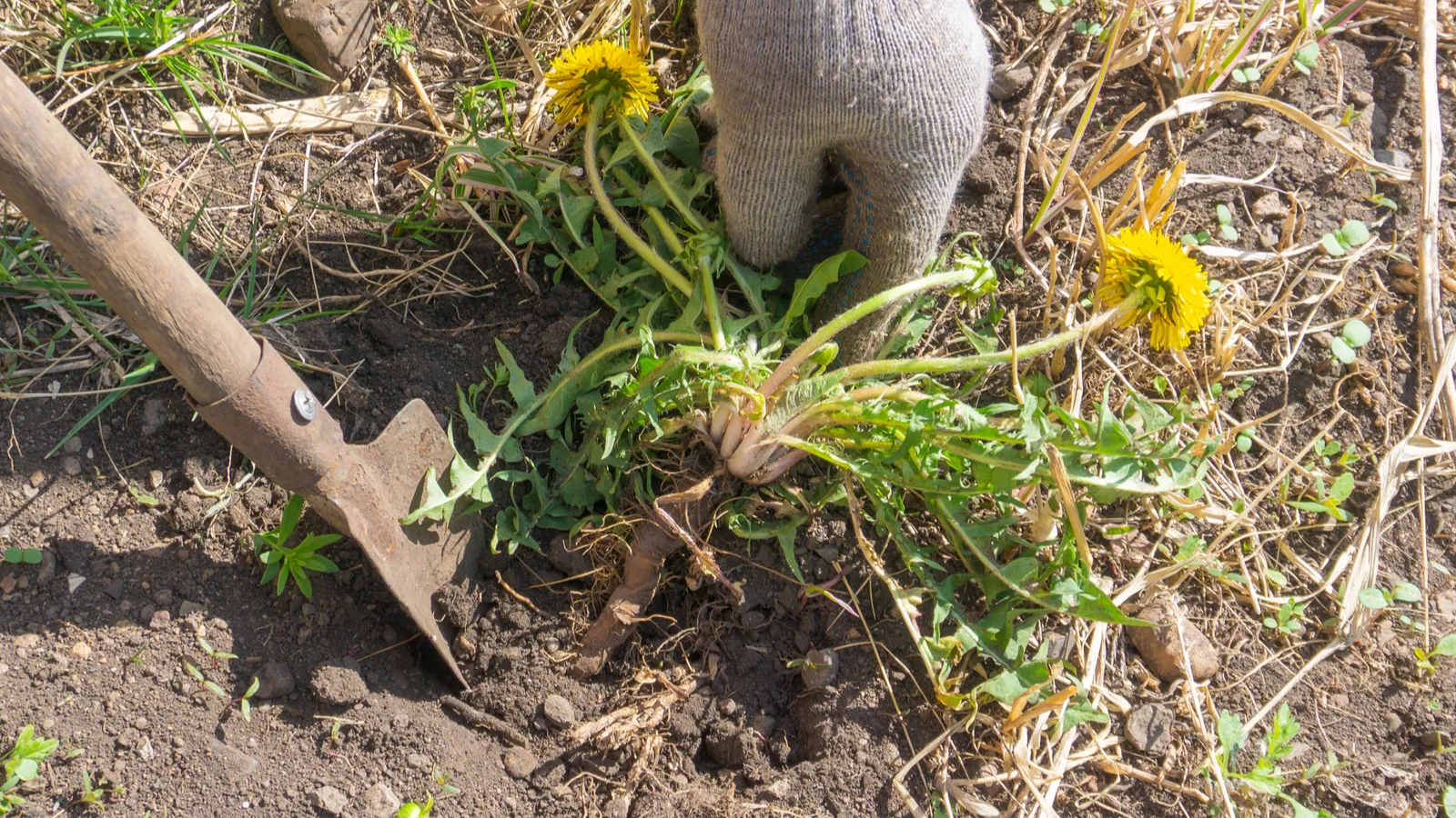 Pro lawn hacks for total dandelion removal and weed-free grass