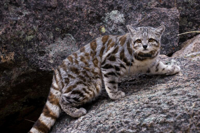 Endangered Andean cat is imperiled by climate change and its solutions
