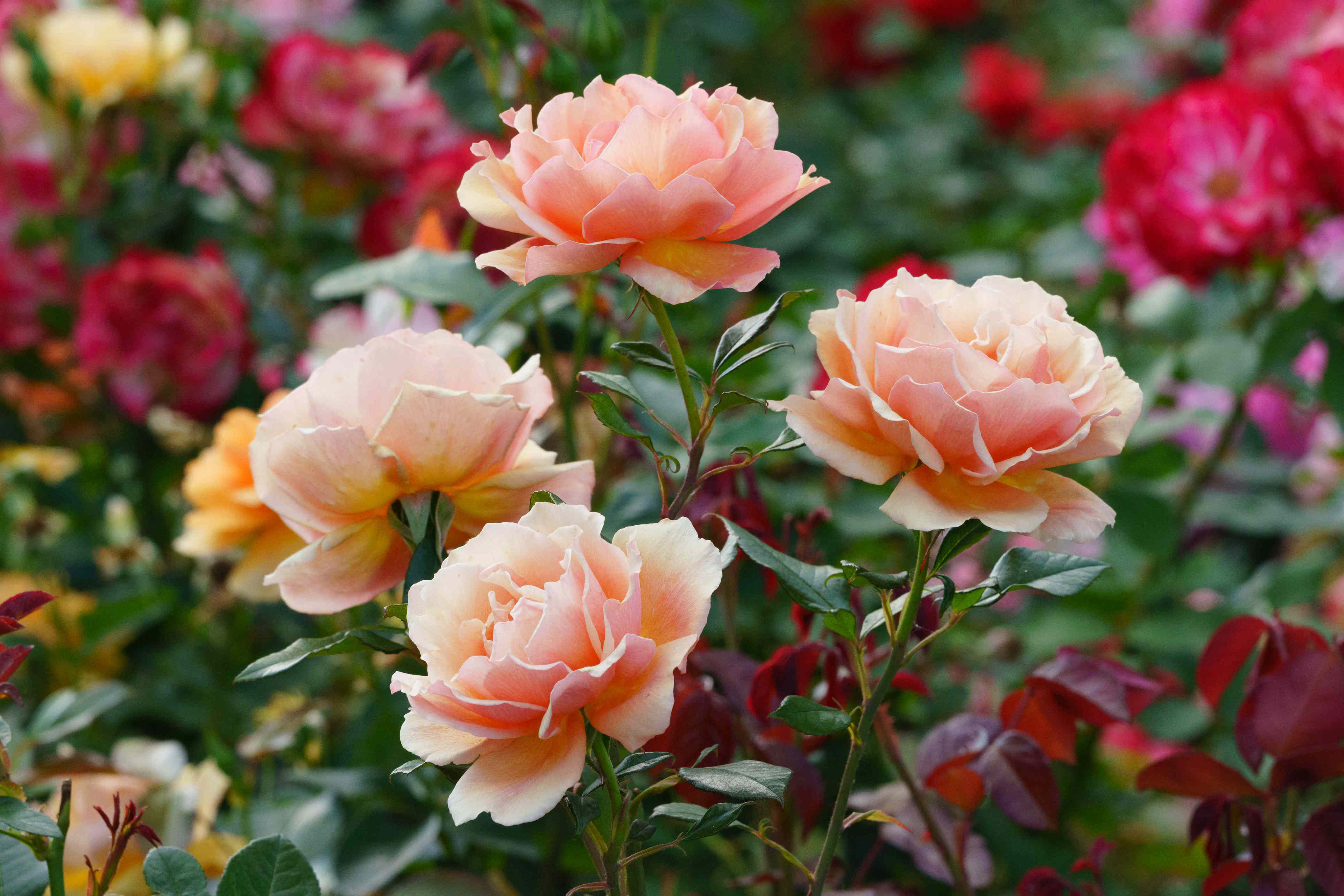 How to plant roses for stunning blooms that last for years