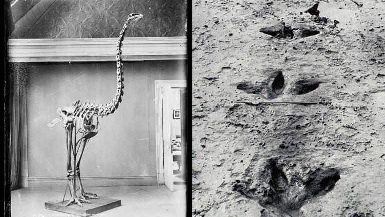 'We're bringing back avian dinosaurs': De-extinction company claims it ...