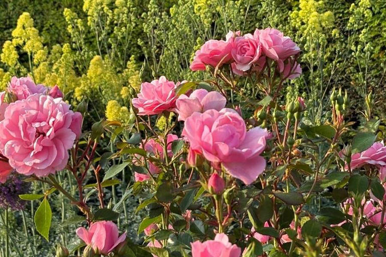 Sussex hidden gem: 13 photos of Arundel Castle Gardens in the summer sun