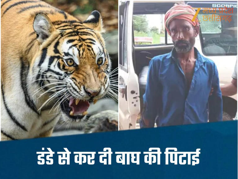 Balaghat News-खूंखार Tiger को युवक ने दिलाई नानी याद, बाघ को ललकारा और ...
