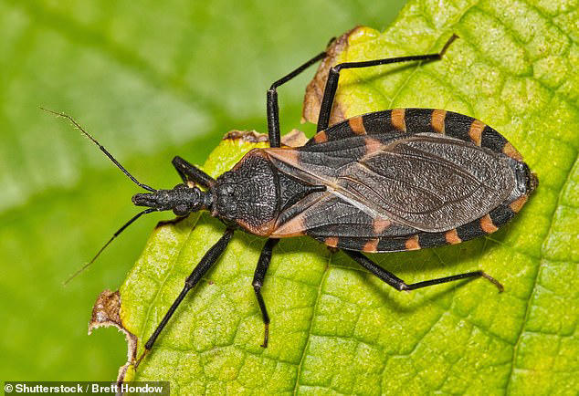 Experts warn parasites are 'feeding on humans' in the US and ...