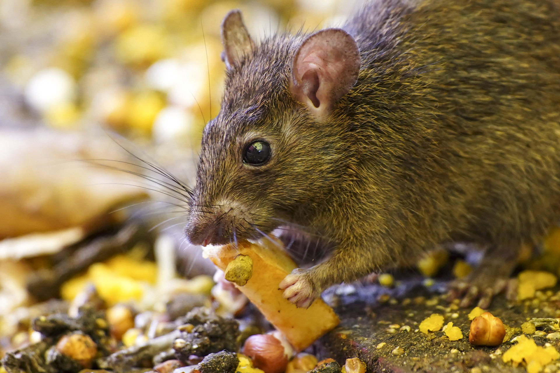 How to prepare for the global rat crisis of 2025