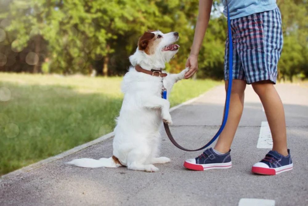 15 Free Dog Training Tricks That Work