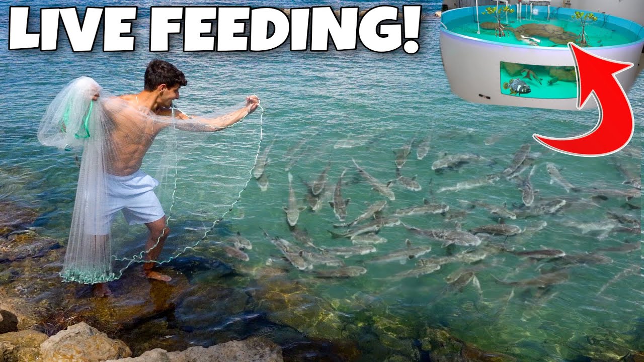 Netting LIVE BAIT & FEEDING Them To My SALTWATER POND!!