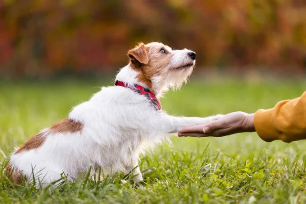 15 Free Dog Training Tricks That Work