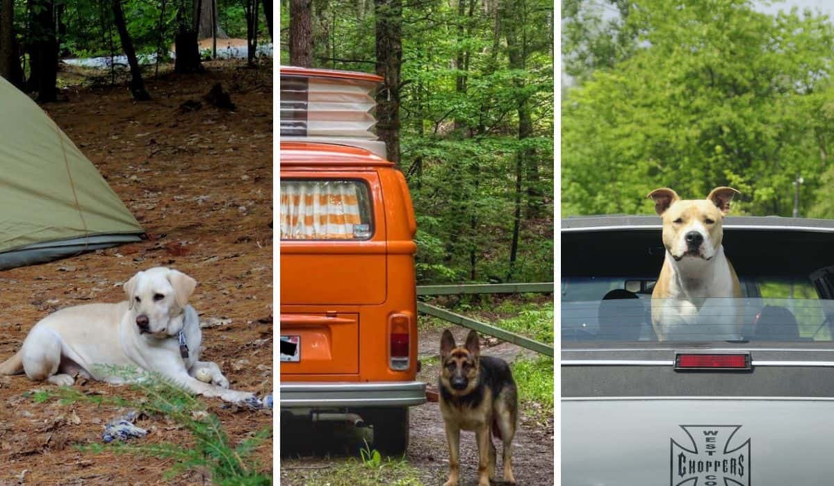 Our best tips for road tripping with dogs (after 25+ years)