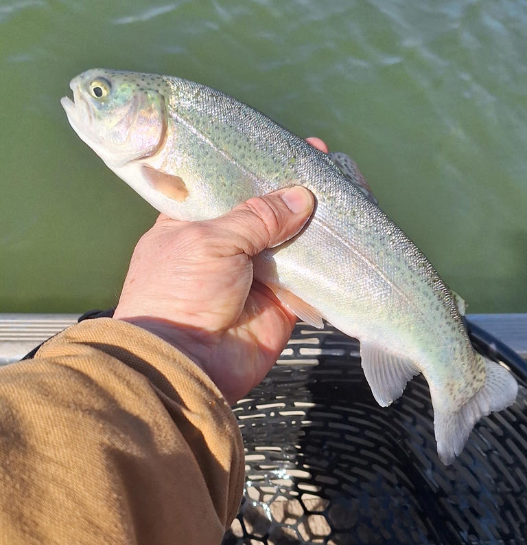 Several improvements have led to more trout being stocked in ...