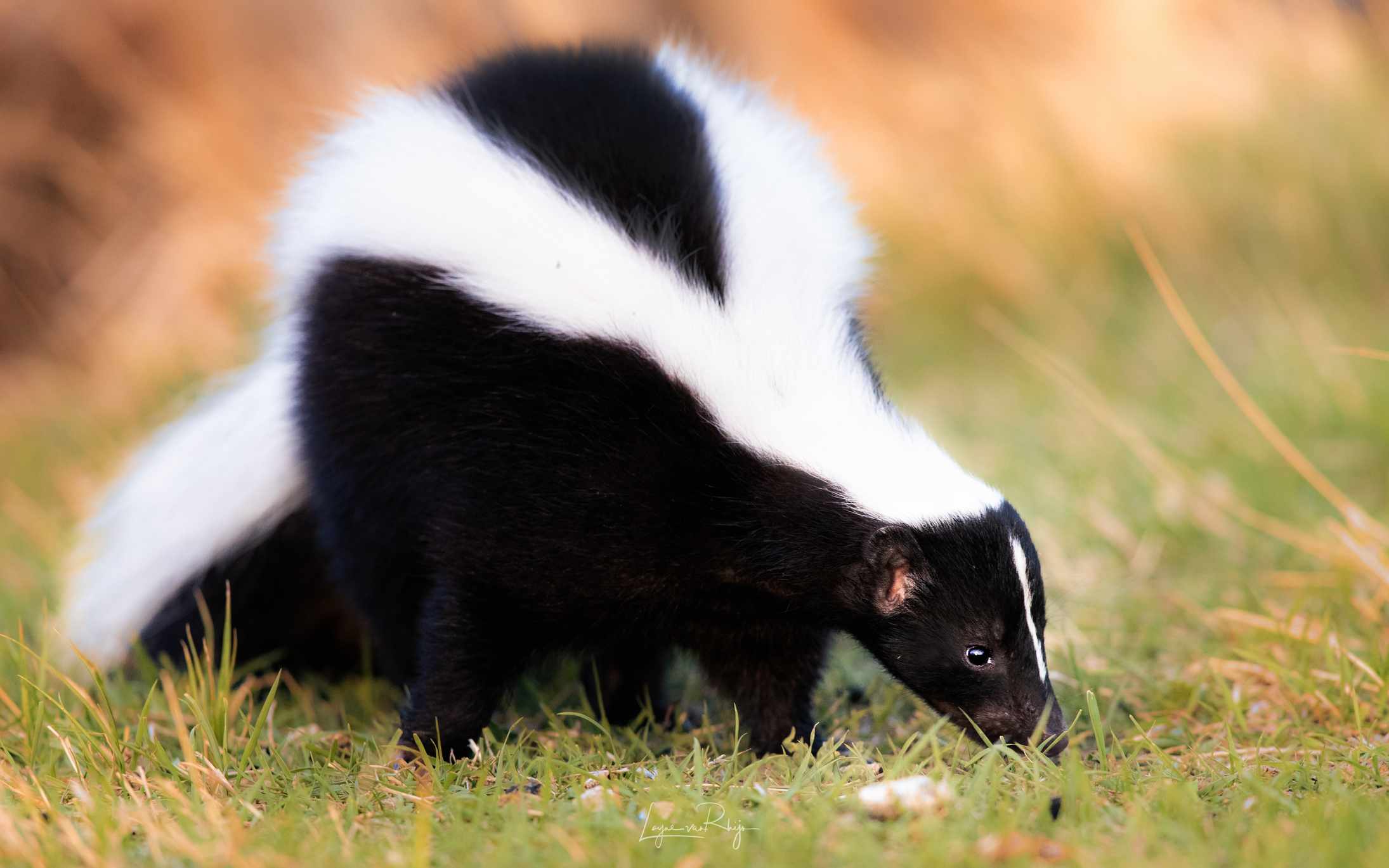 How to Safely Repel Skunks From Your Yard Before They Ruin Your Plants ...