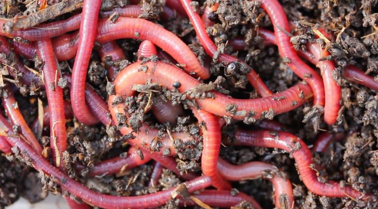 Gone fishin'? Bring your leftover worms back home with you