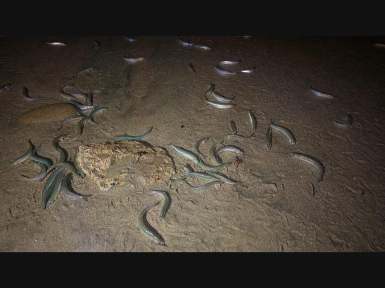 The Grunion Are Running! Where To See Them Around San Diego Before The ...
