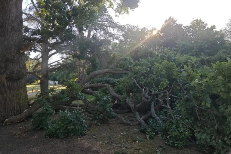 Warning not to sit under trees after series of ‘Sudden Branch Drop ...