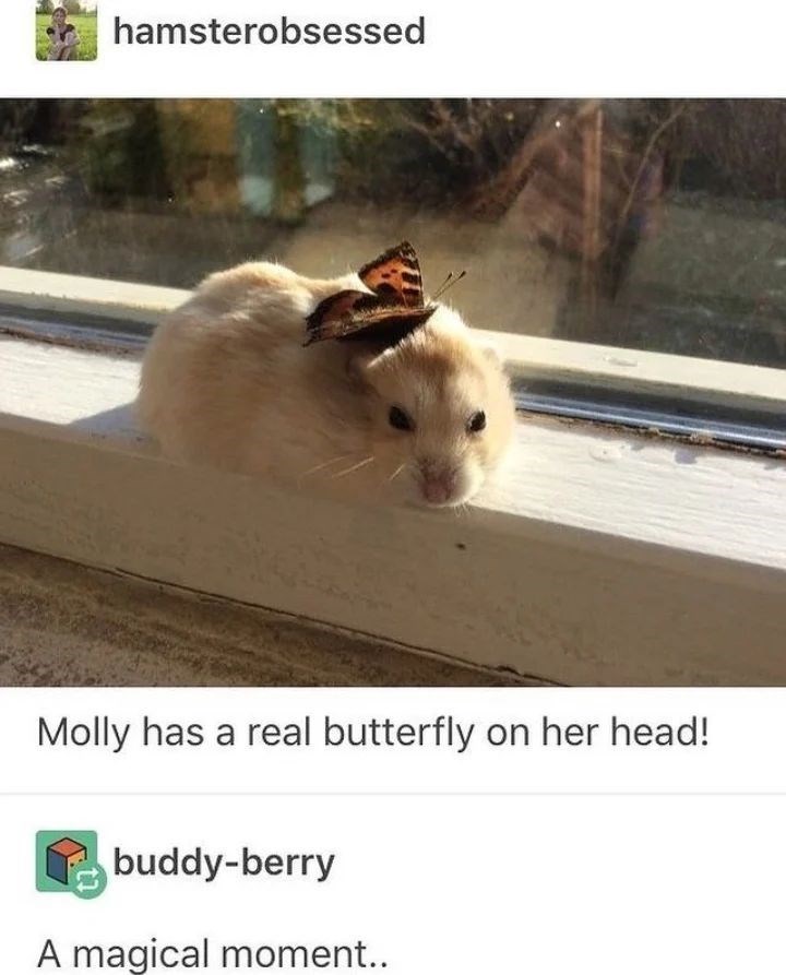 20 Soul-Warming Animal Memes to Wrap You in Pure Pawsitivity