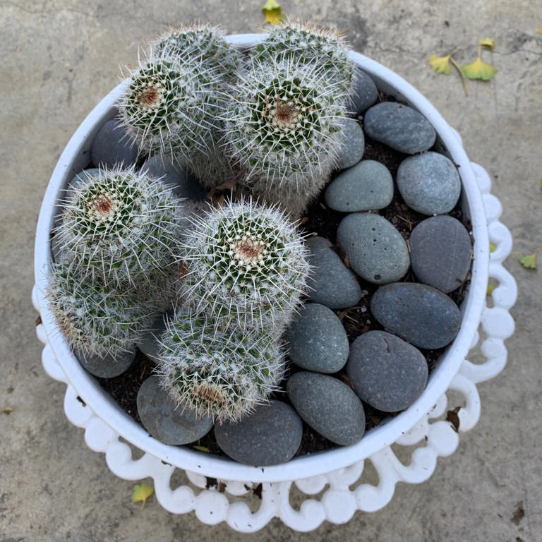 Tom Karwin, On Gardening | Growing succulents in containers