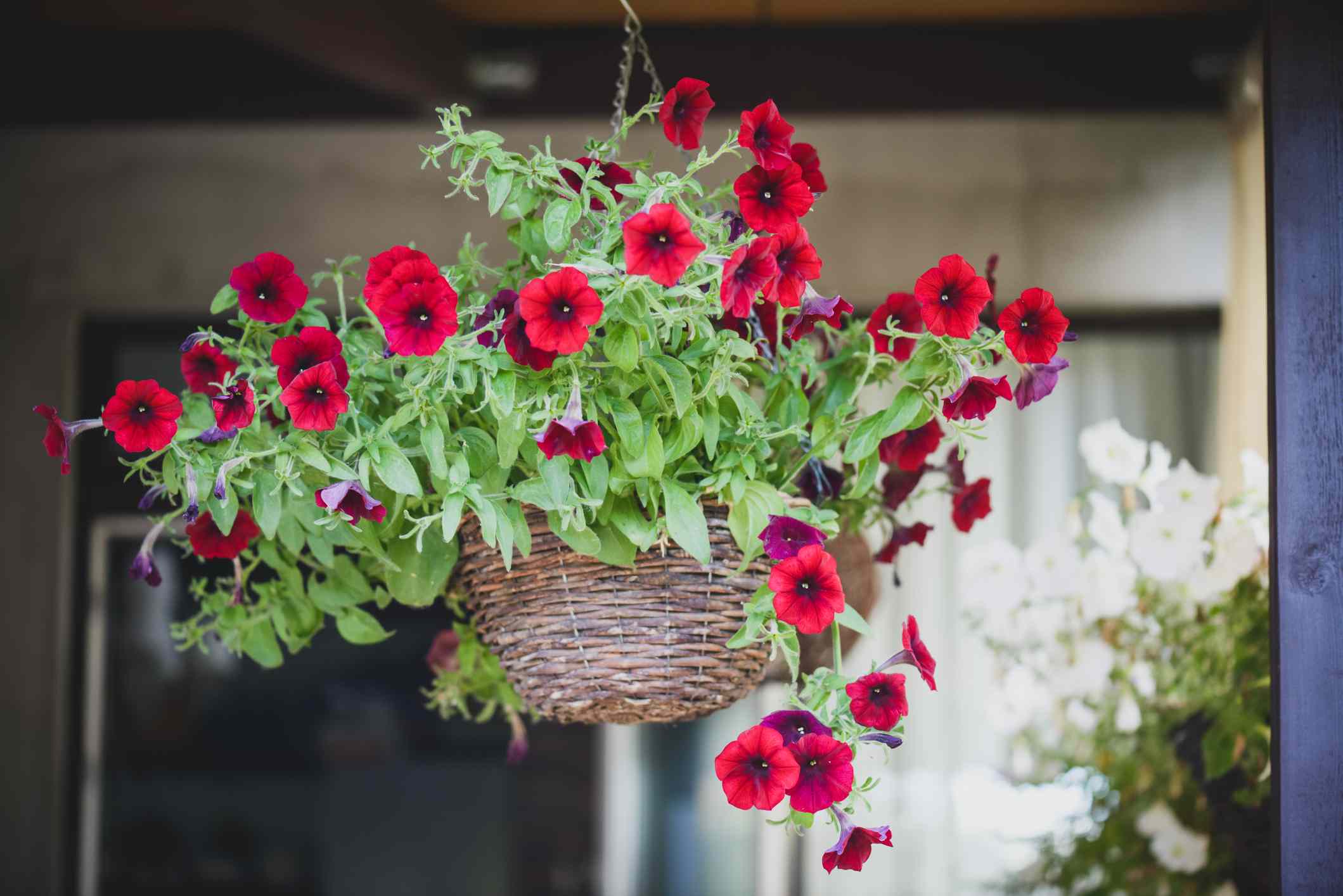 How to Revive Near-Dead Petunias and Save Your Yard in the Process