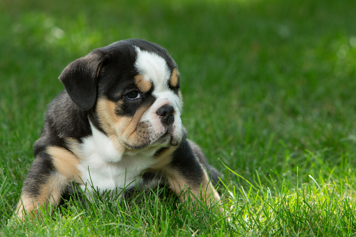 Tiny Bulldog Puppy Serving Side-Eye Is Full of the Most Adorable Judgement