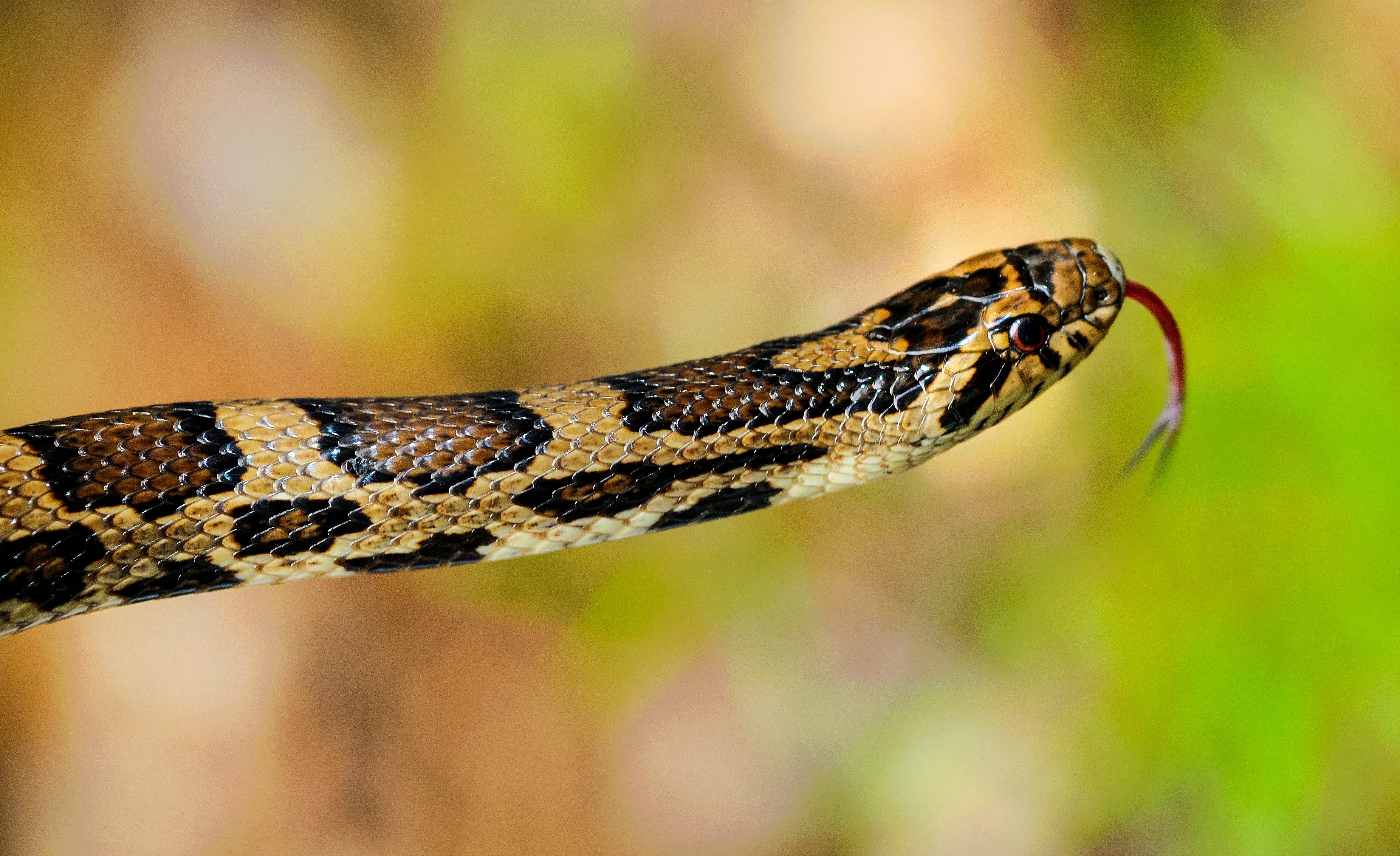 Your local pond might be 'snake-filled.' Here's why you shouldn't care