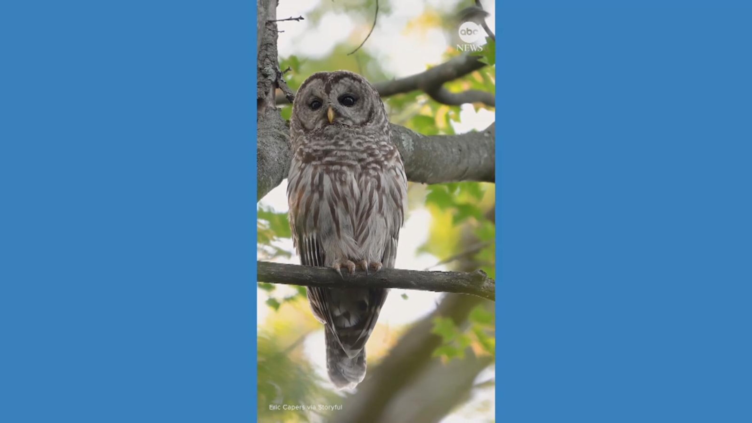 Owl stays calm while being harried by birds