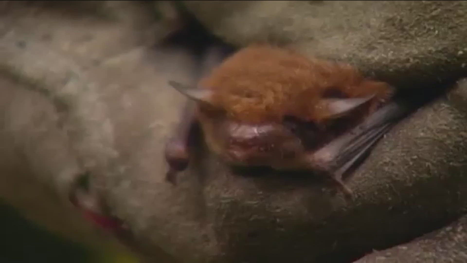 Bat tests positive for rabies in Lucas County, health department says