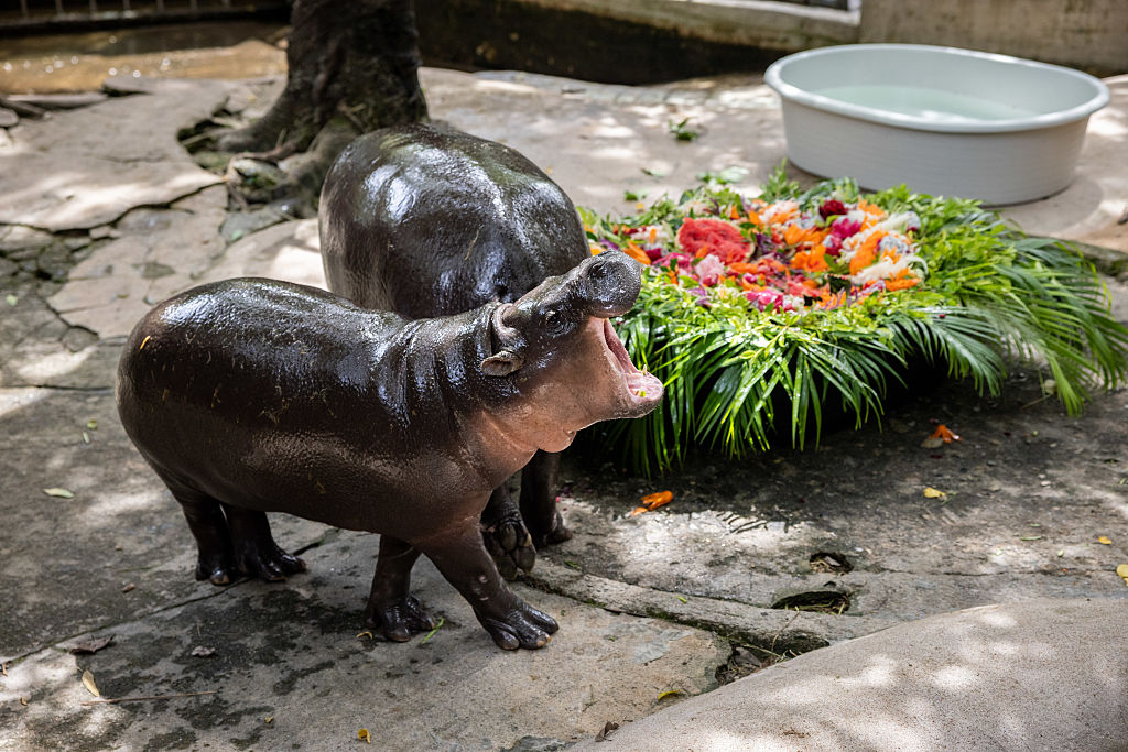 Happy Birthday, Moo Deng: The world’s beloved pygmy hippo turns 1