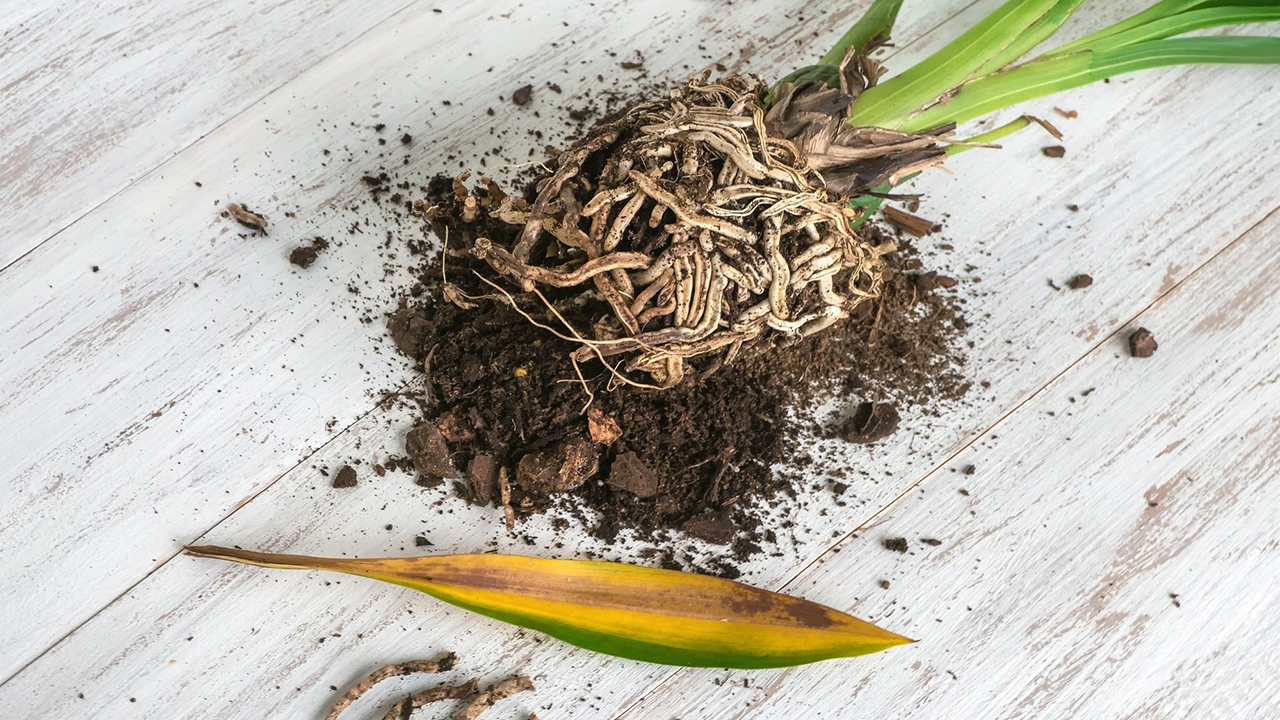 10 Signs Your Spider Plant Has Root Rot