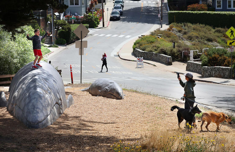 Photo | Restoration of whale statue at Santa Cruz Museum of Natural ...