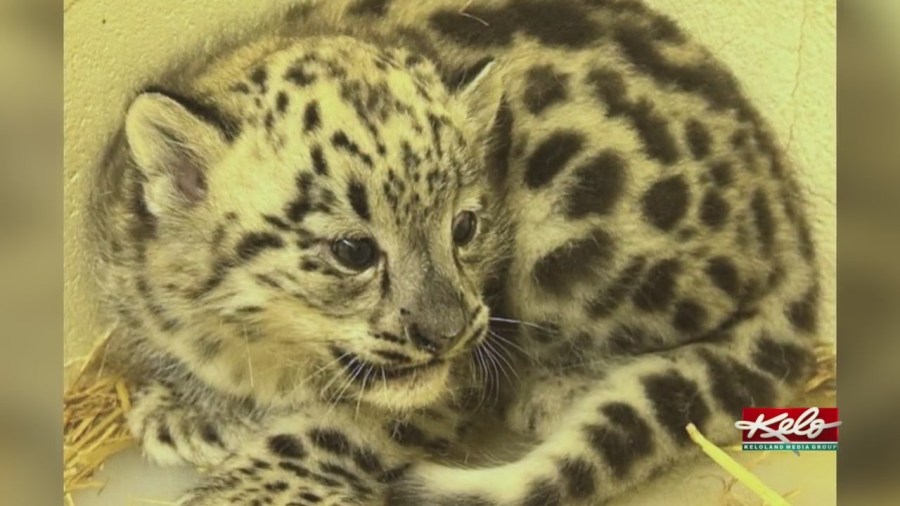 ‘It’s a girl’: Snow leopard cub makes her debut soon
