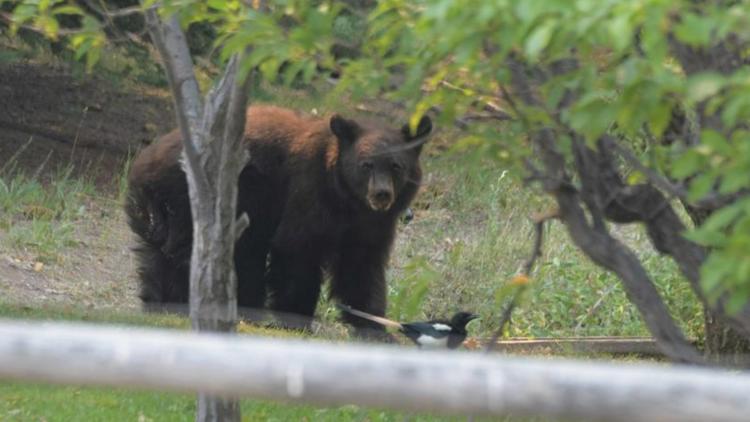 Idaho Fish and Game urges black bear safety after Treasure Valley sightings