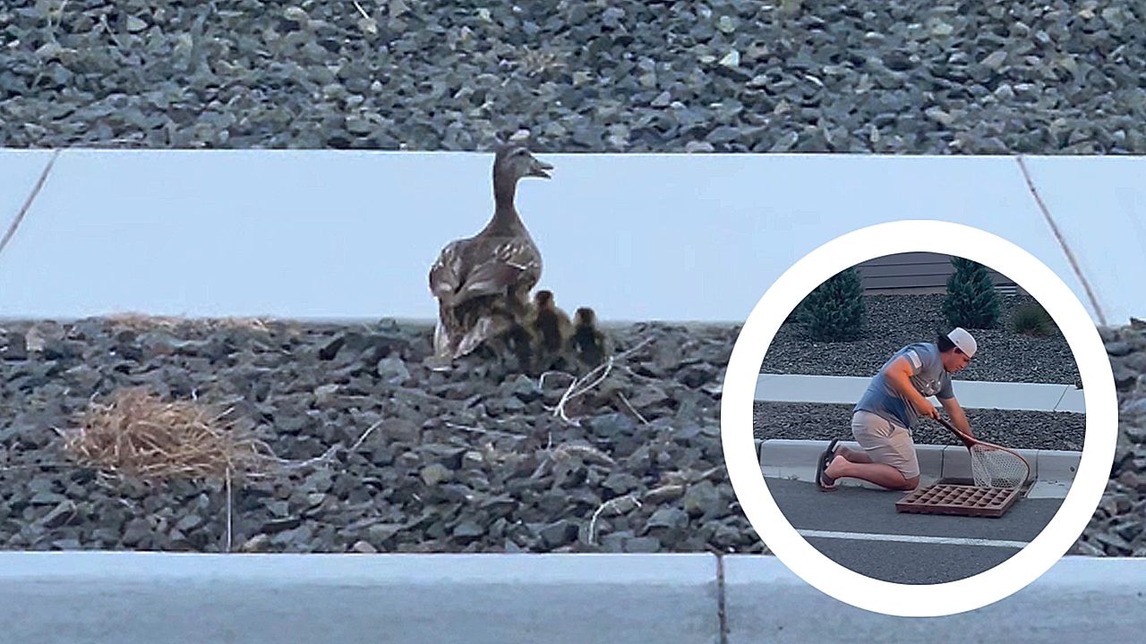 Adorable ducklings rescued from storm drain by kind-hearted family