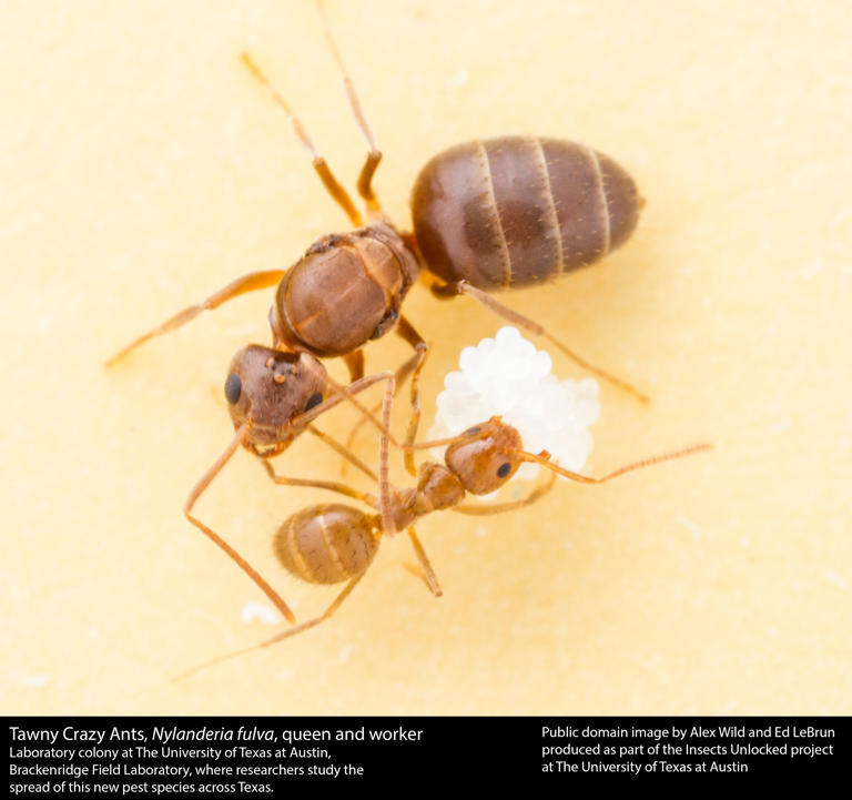 'Crazy' invasive Mississippi bugs attack animals, birds and make hard ...