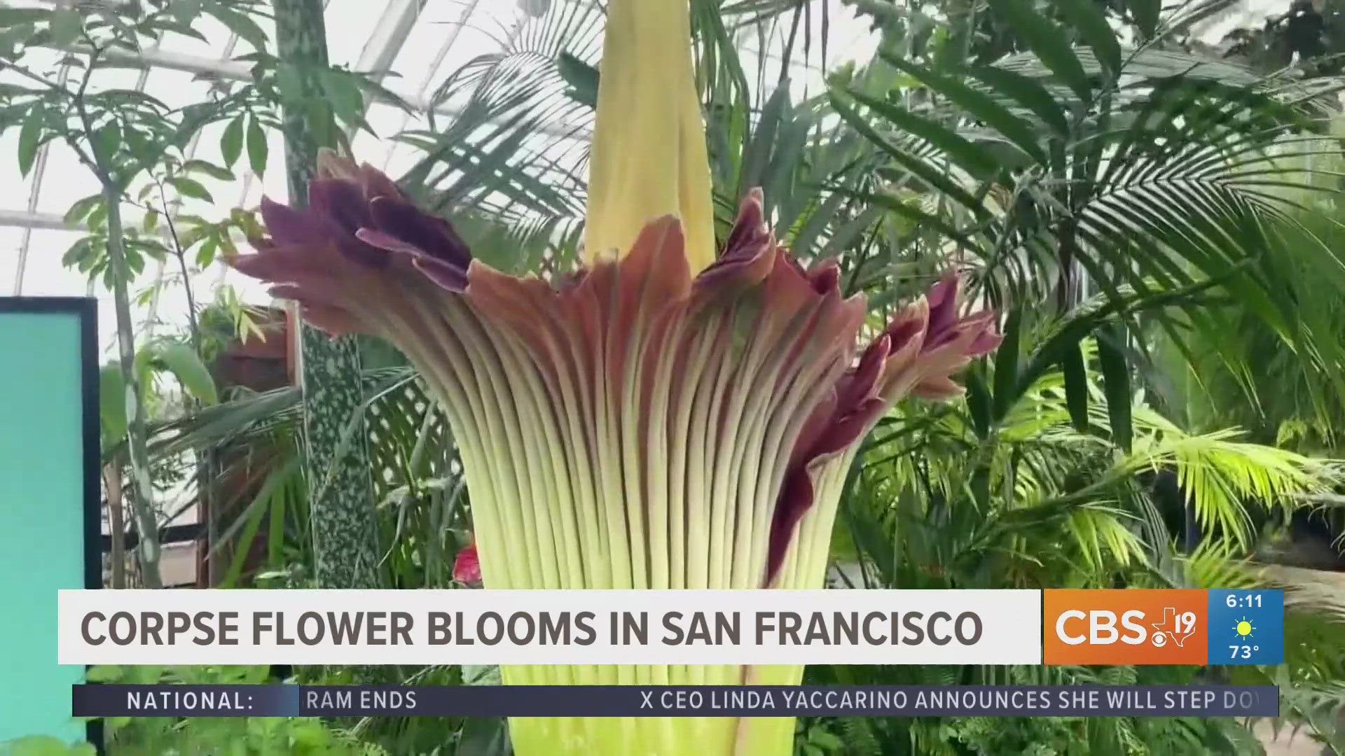 Corpse flower blooms in California