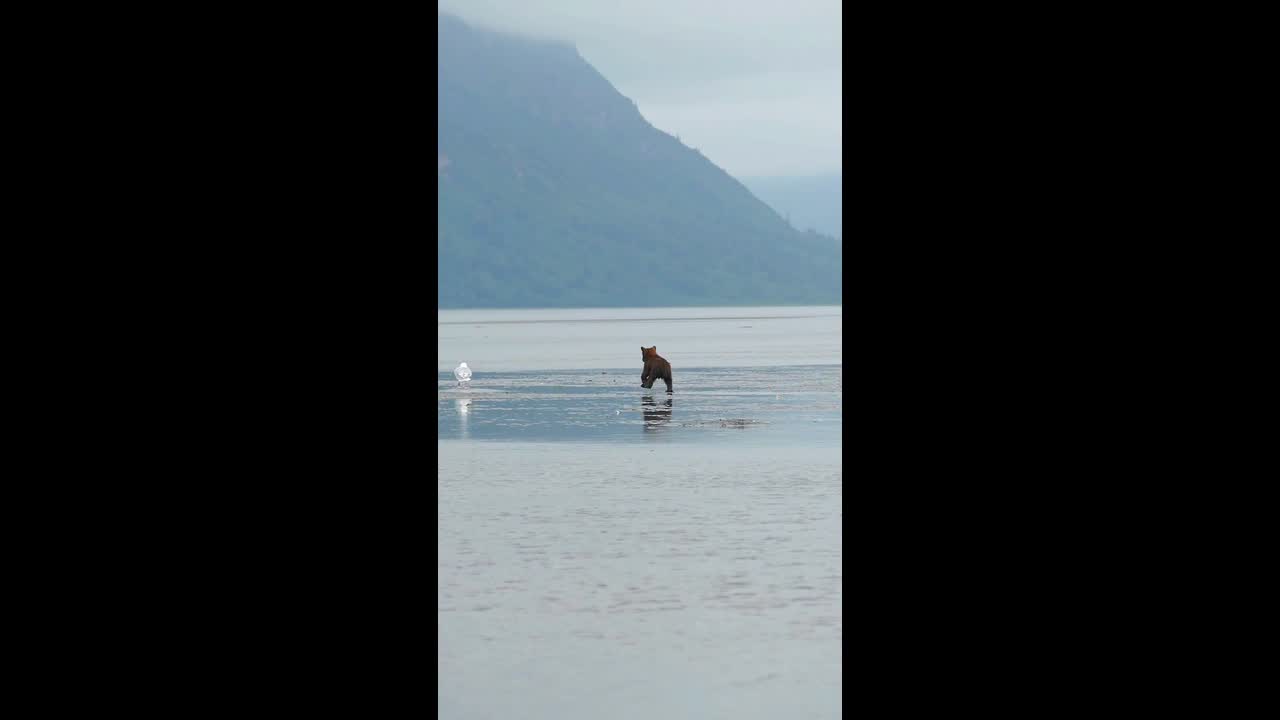 8 Million Views and Counting: The bear cub that captivated the internet ...