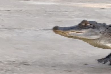 Gator Takes Leisurely Stroll Across Trail in South Carolina State Park