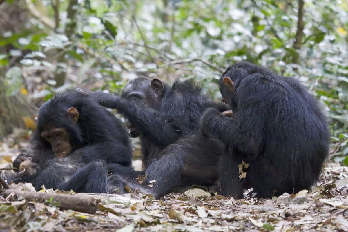 Fun facts you should know about apes