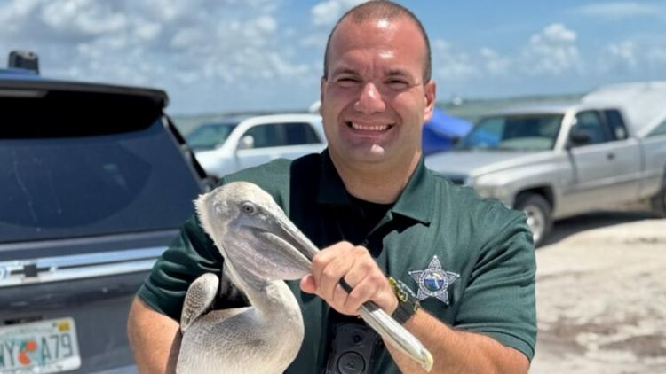 'He's a pro now': Pinellas County deputy rescues injured pelican near Dunedin Causeway