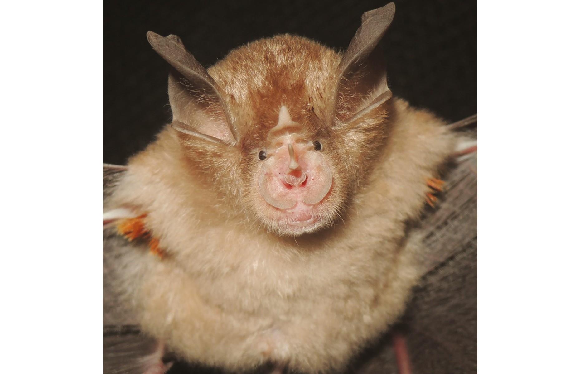 19 weird and wonderful animal species we've only just discovered