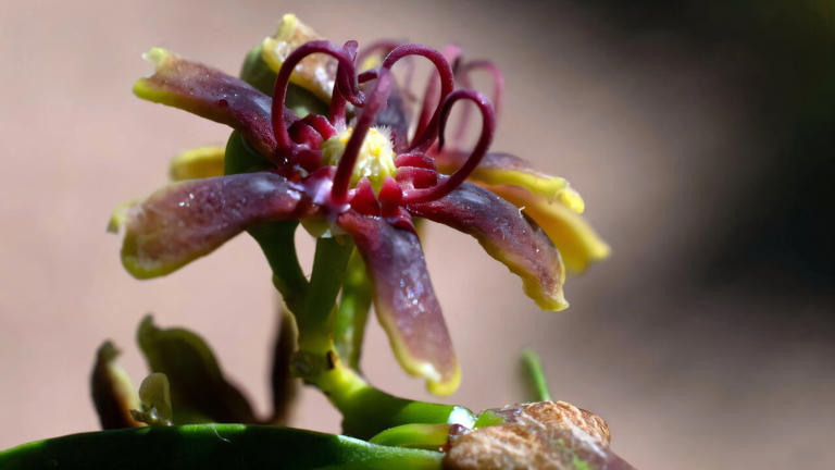 Africa's plants: A database project has recorded 65,000 species, and is ...