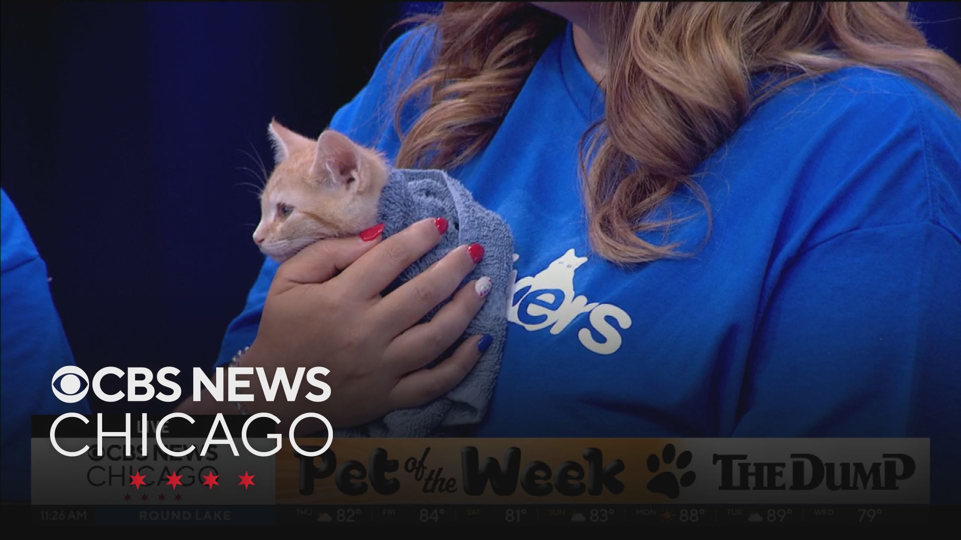 Feral Fixers has kittens, cats available for adoption in Chicago area