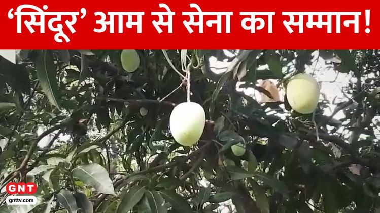 Sindoor Mango: सेना को सिंदूर आम से सलाम, किसानों को भी फायदा, देखिए