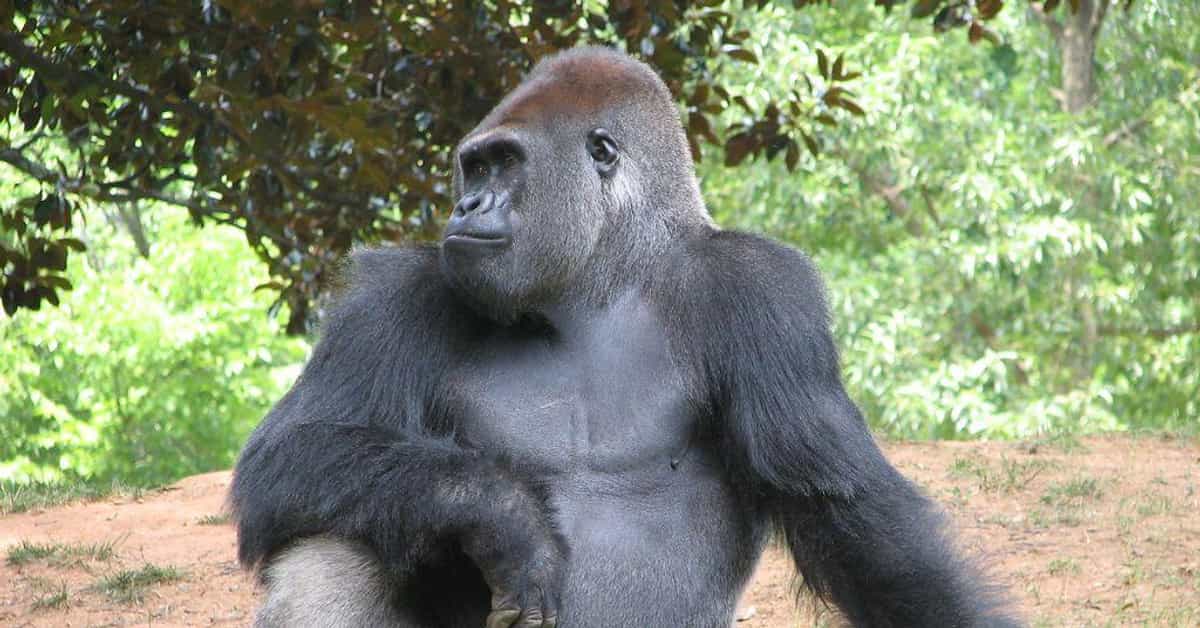 Fun facts you should know about apes