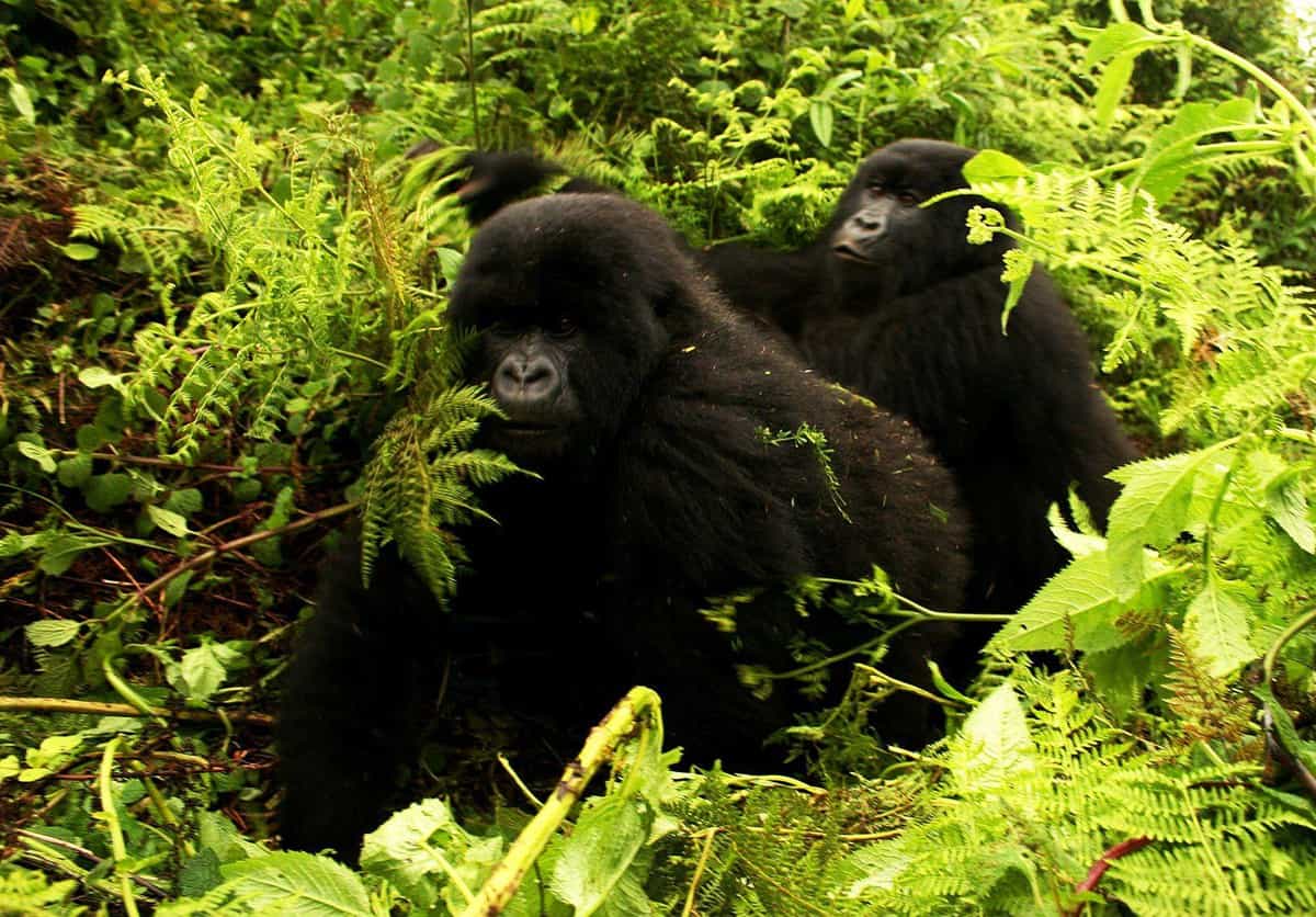 Fun facts you should know about apes