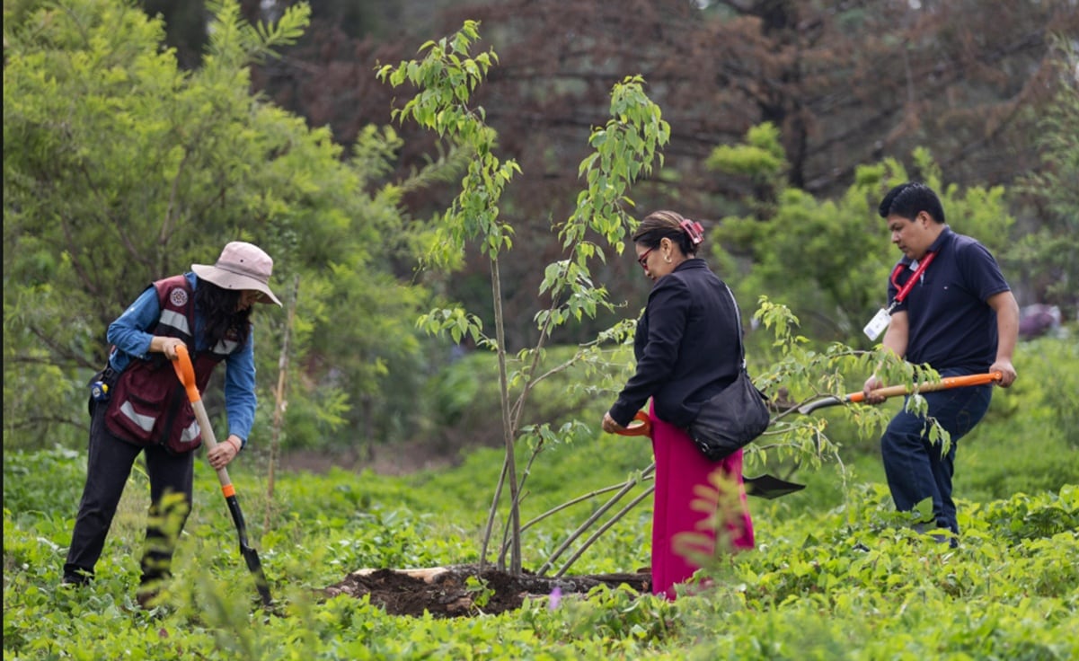 FOTOS: Reverdece Cerro de la Estrella; plantan 16 mil árboles y plantas ...
