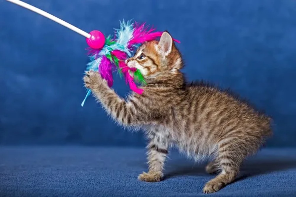 15 Budget Cat Toys from Household Items