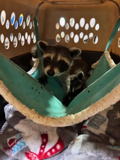 Georgetown wildlife rehab caring for more than 500 animals, many taken ...
