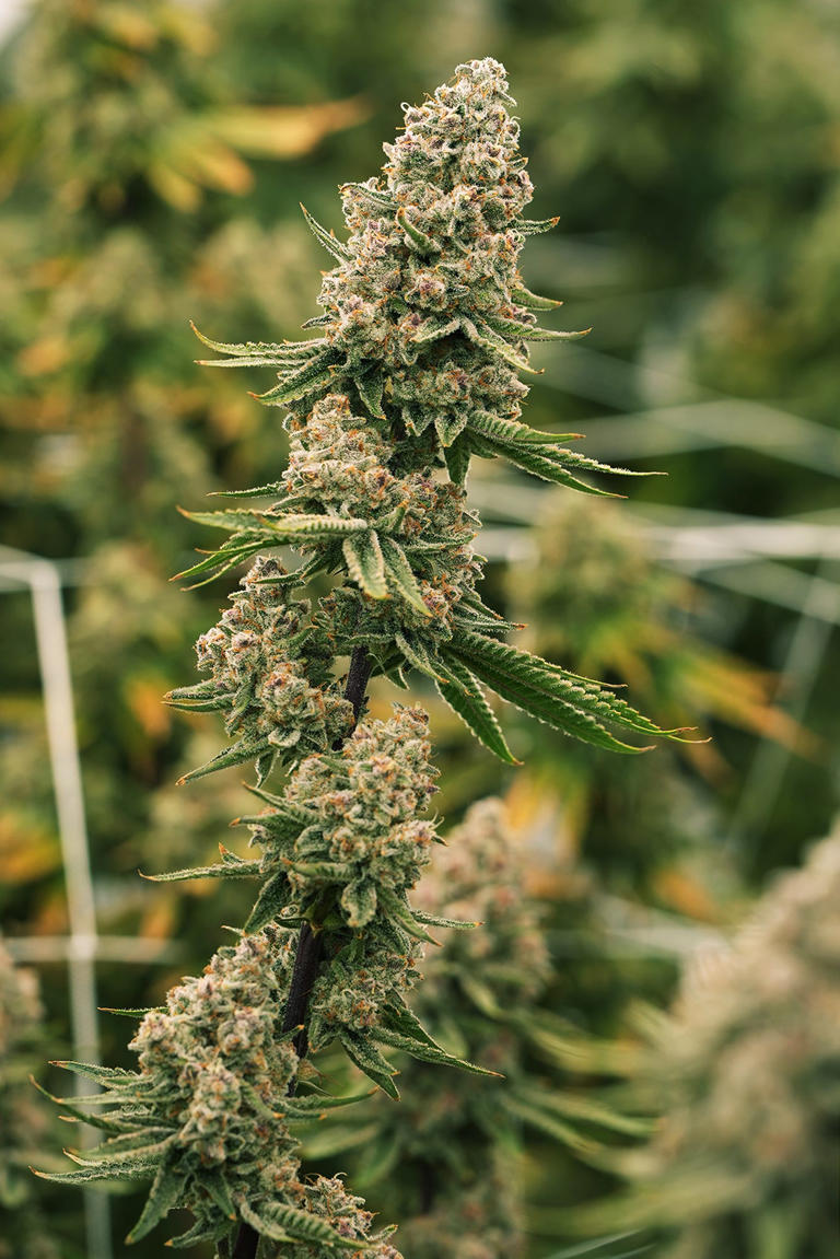 Can you buy pre-rolls in Ohio? What to know about marijuana product ...