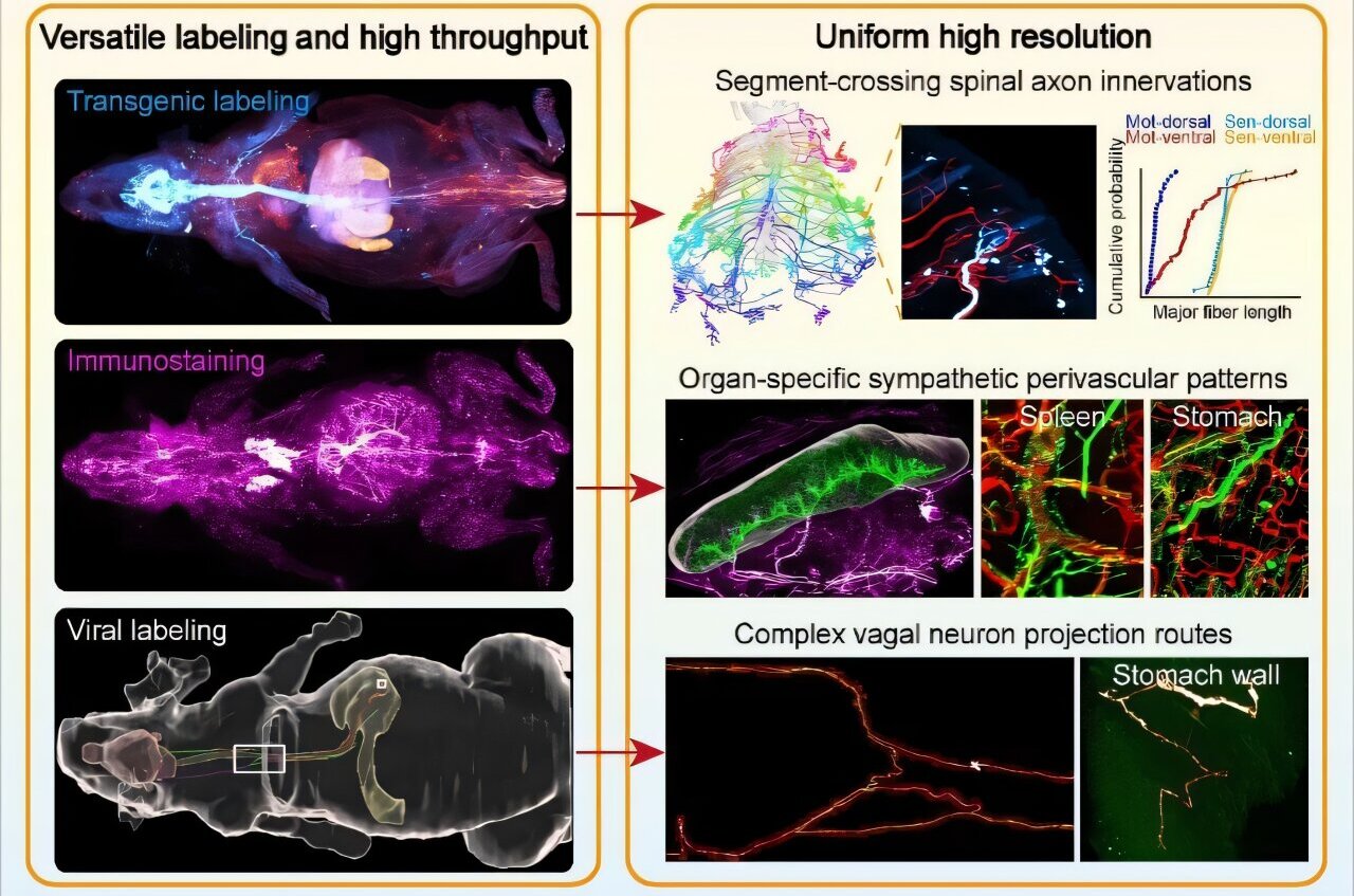 3D imaging system reveals fine architecture of peripheral nervous ...