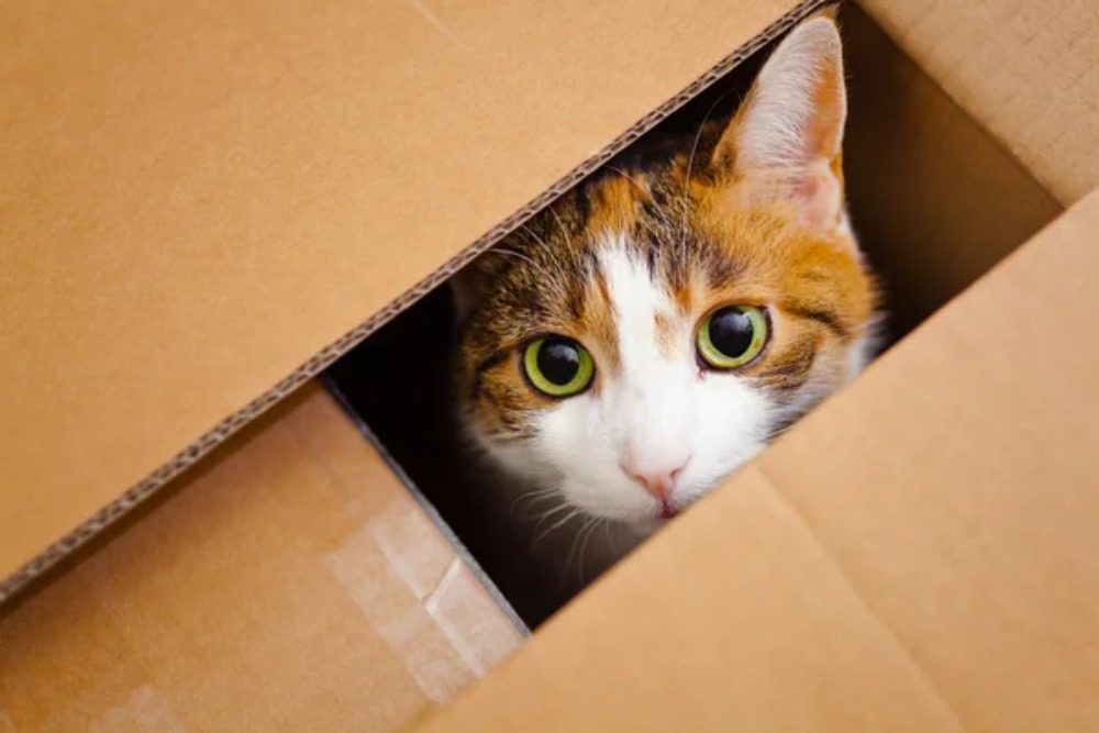 15 Budget Cat Toys from Household Items